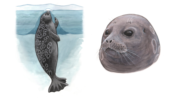 Suomalaisia riistaeläimiä: Itämeren norppa