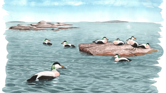 Suomalaisia riistaeläimiä: Haahka