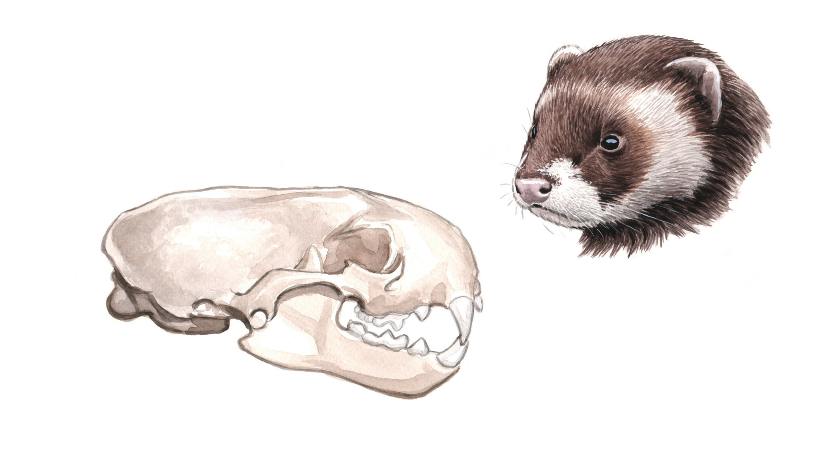 Suomalaisia riistaeläimiä: Hilleri