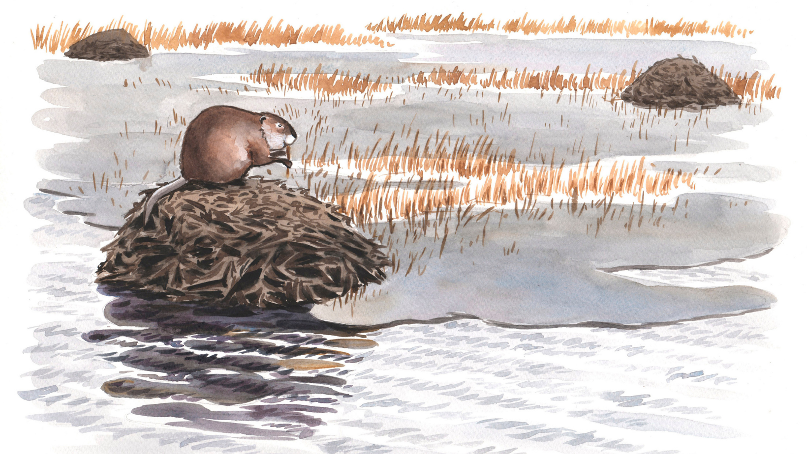 Suomalaisia riistaeläimiä: Piisami