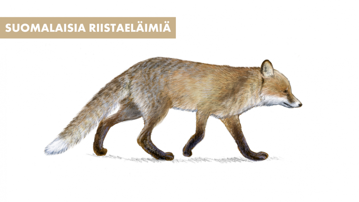 Suomalaisia riistaeläimiä: Kettu