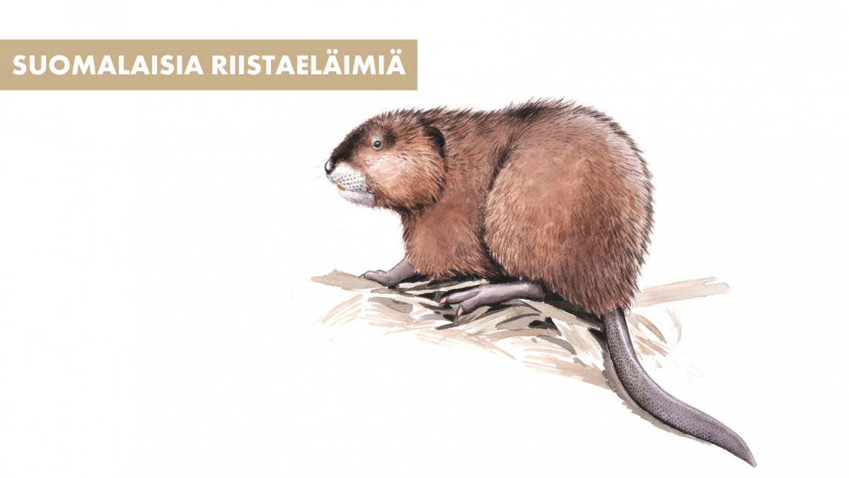 Suomalaisia riistaeläimiä: Piisami