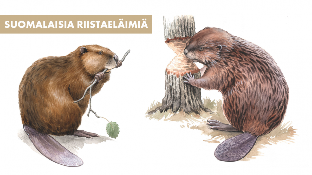 Suomalaisia riistaeläimiä: Majava