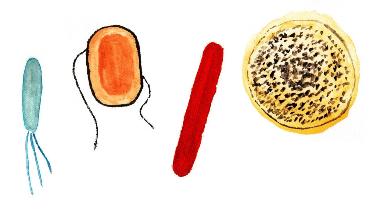 Riistaeläinten sairaudet: bakteerit - Tiedä ainakin nämä