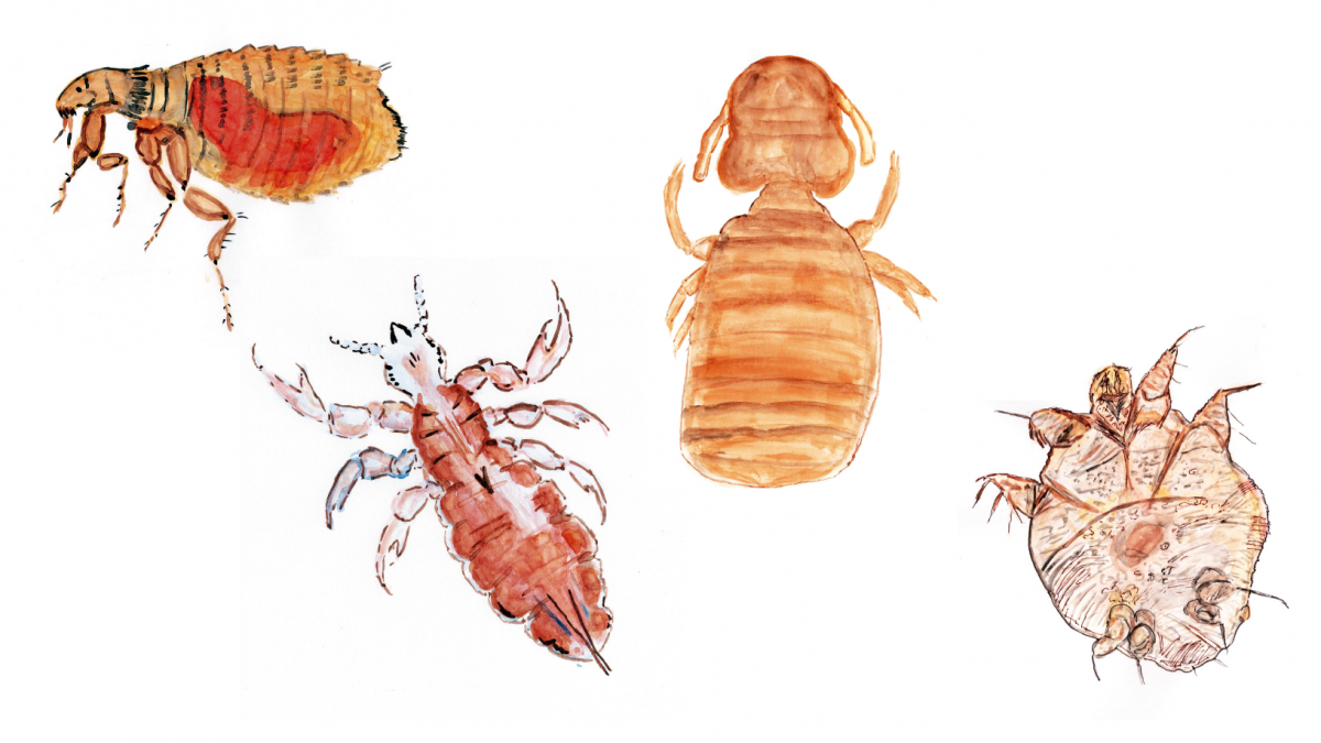 Riistaeläinten sairaudet: loiset - Yleisimmät parasiitit