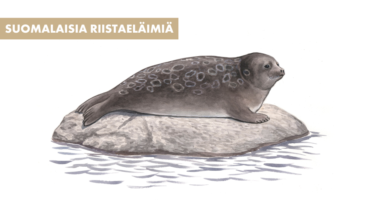 Suomalaisia riistaeläimiä: Itämeren norppa