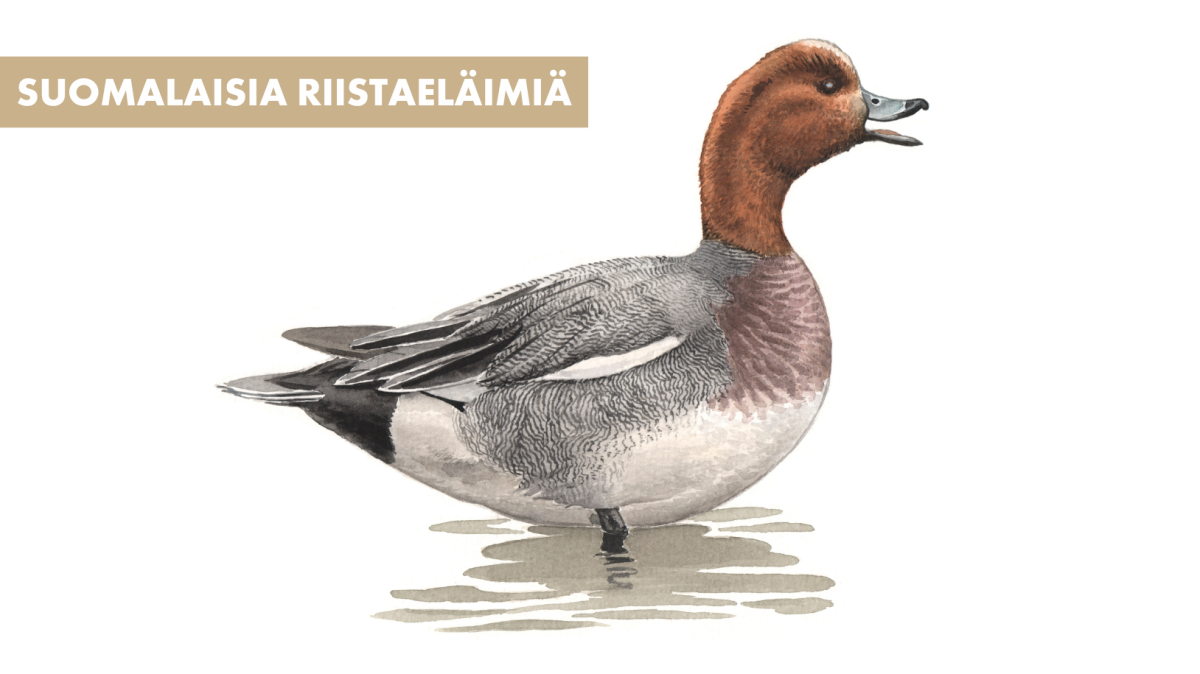 Suomalaisia riistaeläimiä: Haapana