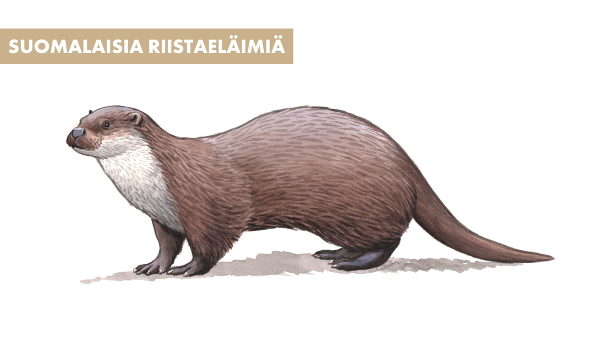 Suomalaisia riistaeläimiä: Saukko