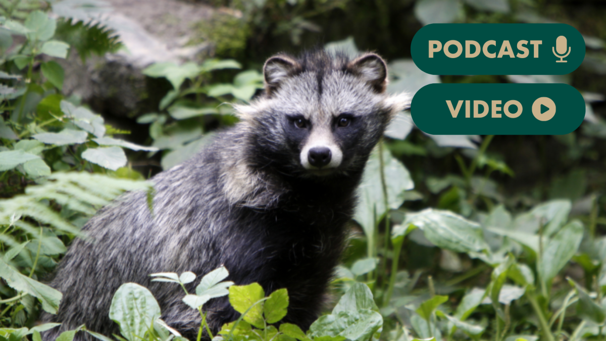 Supikoiran metsästys - Miten pyytää supikoira?