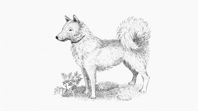 Koirien alkutaival Suomessa