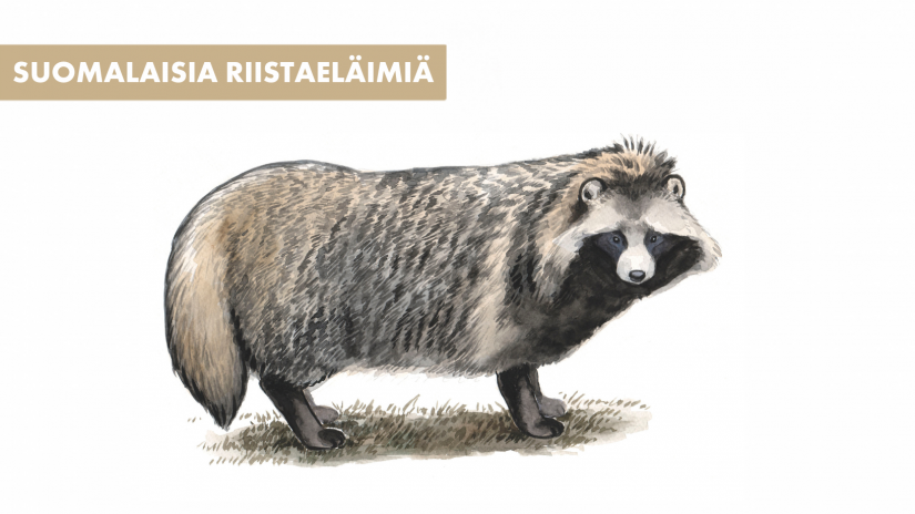 Suomalaisia riistaeläimiä: Supikoira