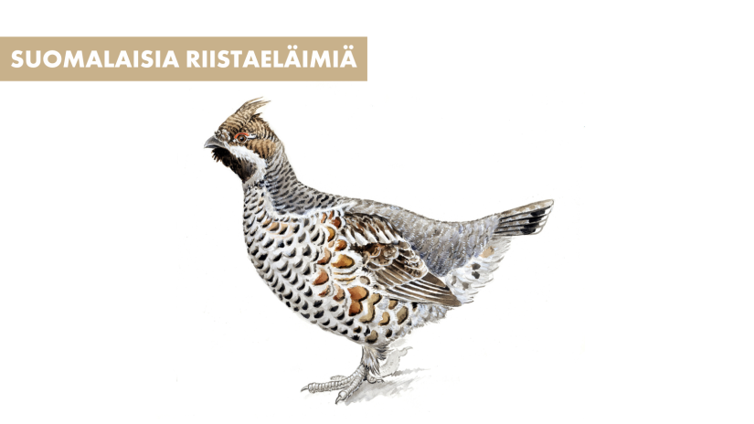 Suomalaisia riistaeläimiä: Pyy